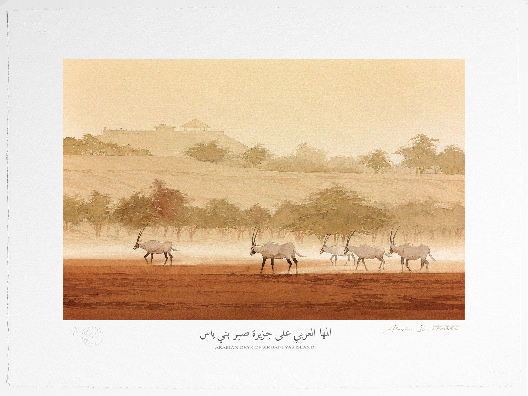 Arabian Oryx of Sir Bani Yas Island - Alastair Houston
